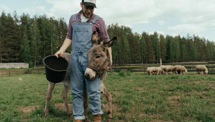 ¿Cuántos años vive un burro? Conoce la longevidad de estos fieles ...